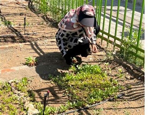 کاشت گیاهان دارویی در مزرعه خانواده در اینجا باغبان می‌شوید همشهری