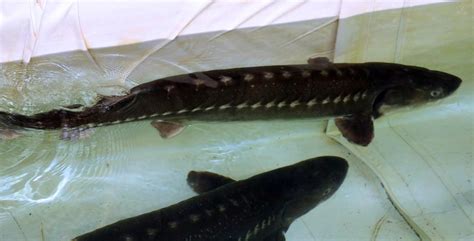 White Sturgeon 02 Freshwater Farms Of Ohio