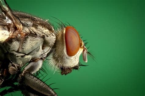 Free Images Flower Fly Green Insect Bug Moth Fauna