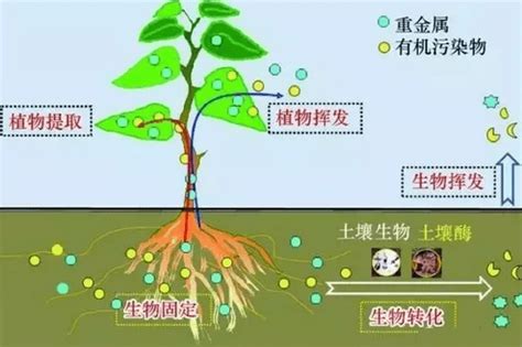 有机污染物在土壤中的迁移和吸收 土壤改良 新农资360网 土壤改良 果树种植 蔬菜种植 种植示范田 品牌展播 农资微专栏
