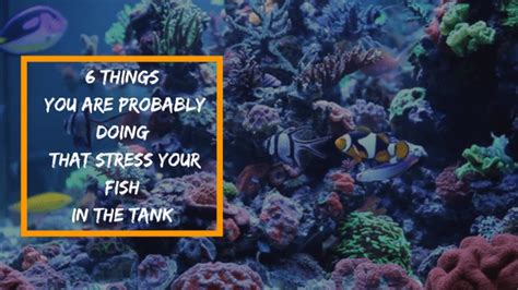 Acclimation Series 6 Things You Are Probably Doing That Stress Your