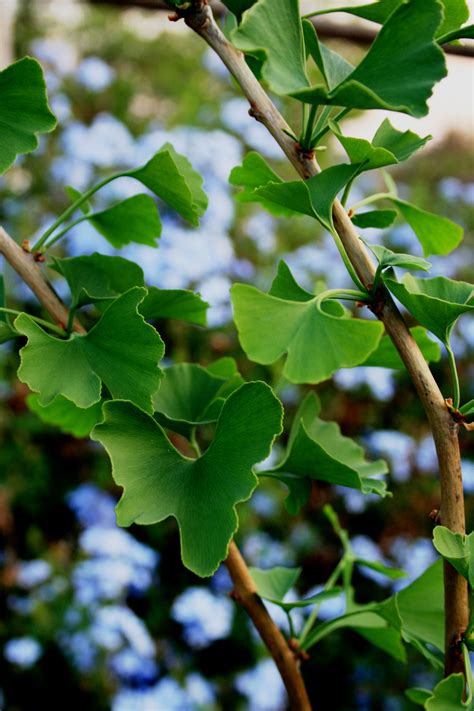What Are Ginkgo Biloba Leaves Used For At Robert Fabry Blog