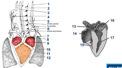 kip hart en longen diagram quizlet