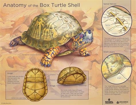 Sea Turtle Shell Anatomy