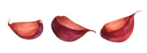 마늘 수채화 손으로 그린 흰색 배경에 고립되어 있습니다 부엌을 위한 훈장 대중음식점 메뉴 조리법 접시 및 접시 디자인을 위한 건강한 생활방식에 대한 스톡 벡터 아트 및 기타