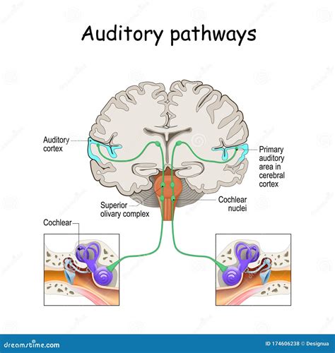 Auditory Cortex Located Salolake
