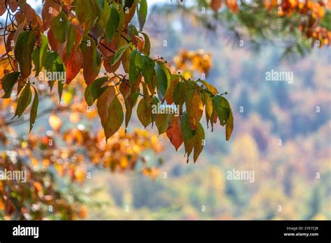 Colorful Autumn Leaves At Tallulah Gorge State Park In Tallulah Falls Georgia USA Stock Photo