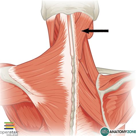 Splenius Capitis Muscle