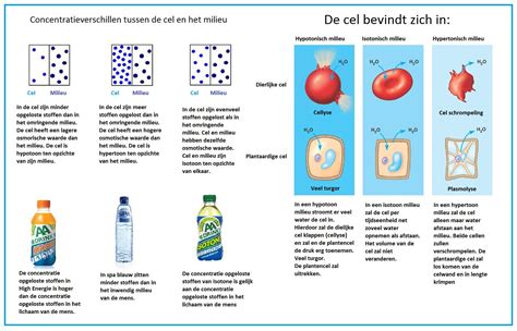 Hypertoon Hypotoon En Isotoon Celmembraan Stoffen