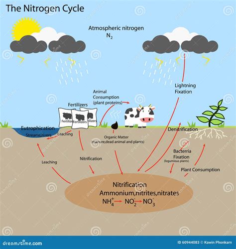 Nitrogen Cycle Vector Illustration Labeled Educational Chemical Scheme