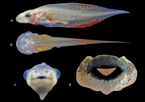 Tadpole Of Dendropsophus Melanargyreus Smf 94198 Gosner Stage 37