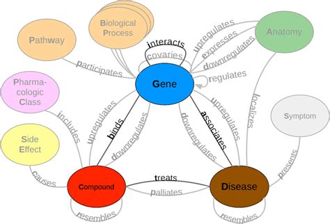 A Metagraph Schema Of Hetionet V1 Where Biomedical Entities Are Download Scientific Diagram