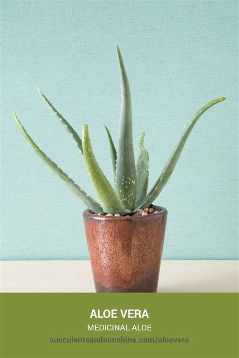 Aloe Vera Medicinal Aloe Artofit