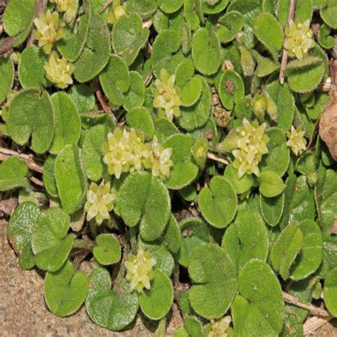 Broadleaf Weeds College Of Agriculture Forestry And Life Sciences Artofit