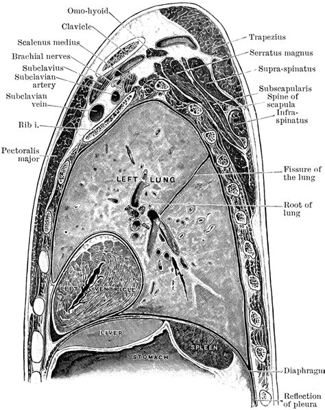Sagittal Section Through Shoulder And Lung ClipArt ETC
