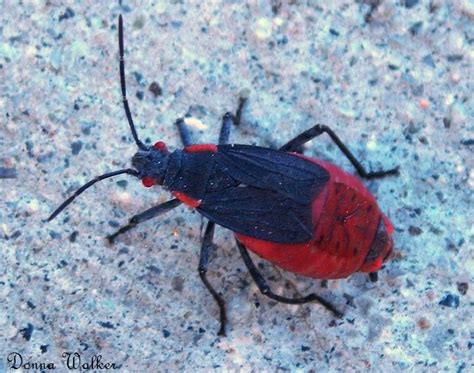 Female Red Shouldered Bug Box Elder Bugs Red Bugs