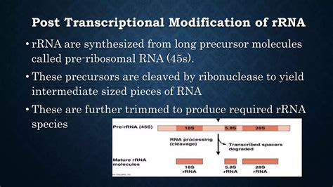 Transcription Of RNA PPTX