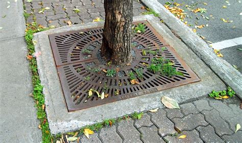 How To Expand Tree Grates My Greenery Life