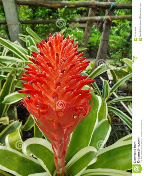 Closeup Red Bromeliad Flower Stock Image Image Of Plant Blossom