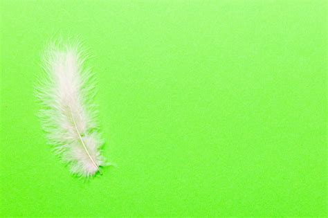 밝은 색상의 염색 된 새 깃털의 배경은 컬러 배경 상단보기 공간 복사 0명에 대한 스톡 사진 및 기타 이미지 0명 겸손 깃털 Istock