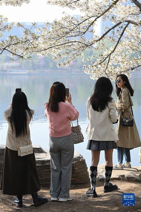 春意枝头闹 赏樱正当时玉渊潭樱花进入观赏期 搜狐大视野 搜狐新闻
