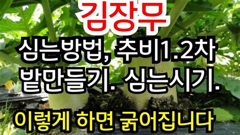 김장무우 심는방법 심는시기 토양만들기 추비 김장무우 재배방법 총정리 Youtube