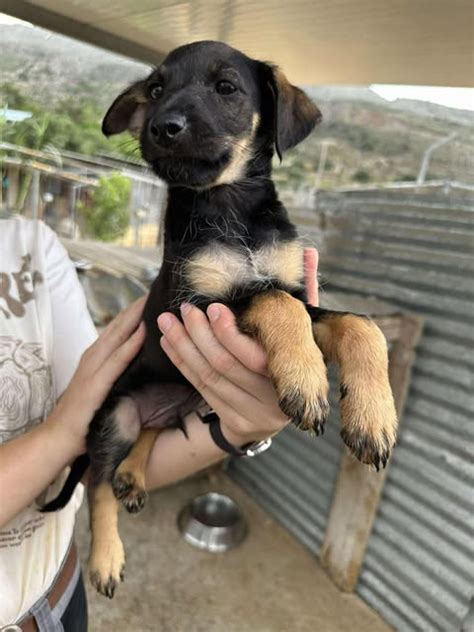 Flap The Souda Shelter