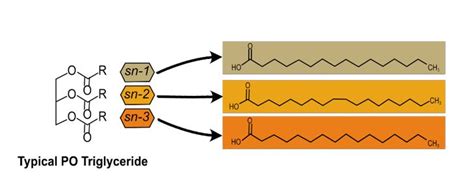 Oleic Acid Triglyceride