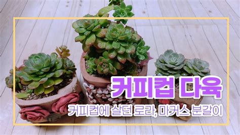 220403 다육스케치 ㅣ 커피컵 다육 분갈이 Youtube