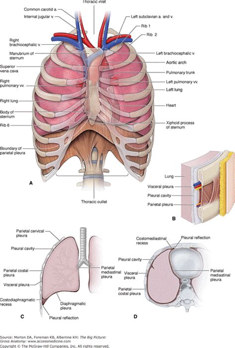 Chapter Lungs The Big Picture Gross Anatomy AccessMedicine McGraw Hill Medical
