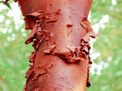 Bark Peeling Red Free Photo On Pixabay