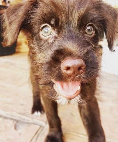 Choco – Isla Animals