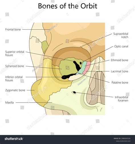 Orbital Bone Diagram Anatomy Of The Orbit Video Causes And Meaning