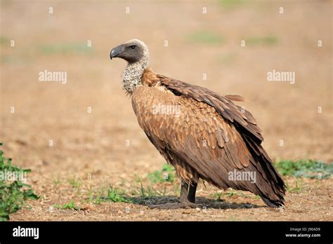 Bird Beak Vulture Scavenger Neck Nature Head Big Large