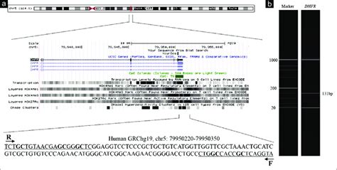 Methylation Assay Of Dihydrofolate Reductase Gene And Its Quality Download Scientific Diagram