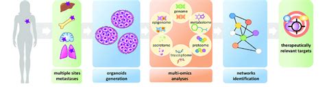 An Integrative Multi Omics Approach Directed At Capturing The Mbc