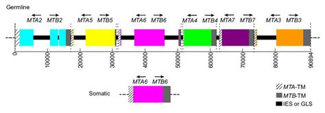 Curiosidades De La Microbiología Sex And Tetrahymena Vive La Différence