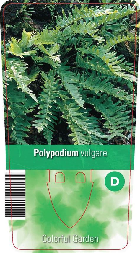 Polypodium Vulgare — Plant Wholesale Floraccess