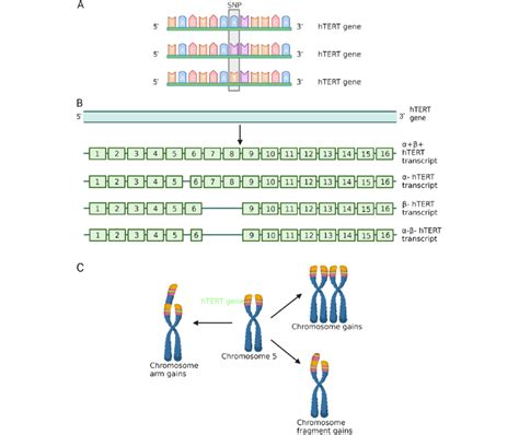 A Single Nucleotide Polymorphism Of Htert Gene Single Nucleotide Download Scientific Diagram