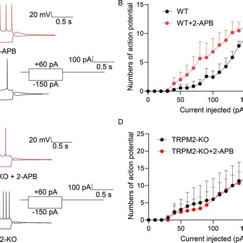 Aps Of Hippocampal Ca1 Pyramidal Neurons In Trpm2 Ko And Wt With The Download Scientific