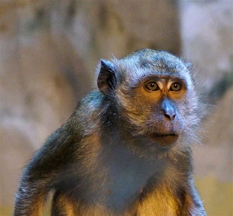 The Shrine Where Monkeys Rule More Than A Weekend