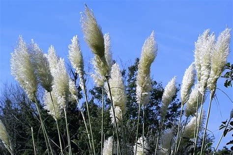 200 White Pampas Grass Cortaderia Selloana Ornamental Flower Seeds Combnd Ship Etsy