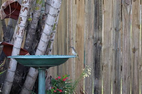 꽃이 있는 뒷마당 정원 침대에서 조류 목욕에 작은 꿀 먹는 새에 초점 0명에 대한 스톡 사진 및 기타 이미지 0명 거친 금속 Istock