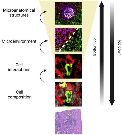 Spatial Profiling Technologies Illuminate The Tumor Microenvironment Cancer Cell