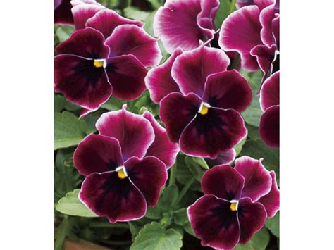 Viola A Fiore Piccolo Waraku Rose Eclipse Vaso 14 Cm
