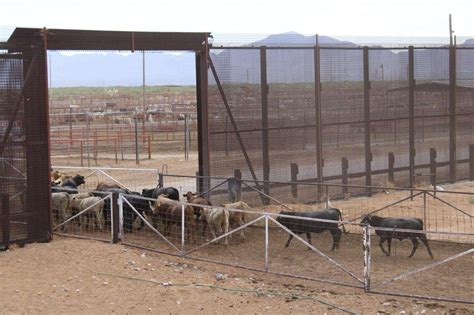 Exigen Ganaderos De Chihuahua Solución Ante Cierre De Frontera Para