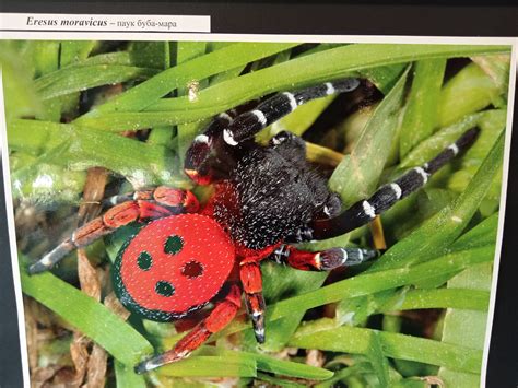 Фрушка гора планинарска секција Zrenjaninska Gimnazija