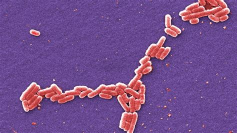E Coli Strain Linked To Leafy Greens Associated With Outbreaks Research Led By Cdc Doctor Says