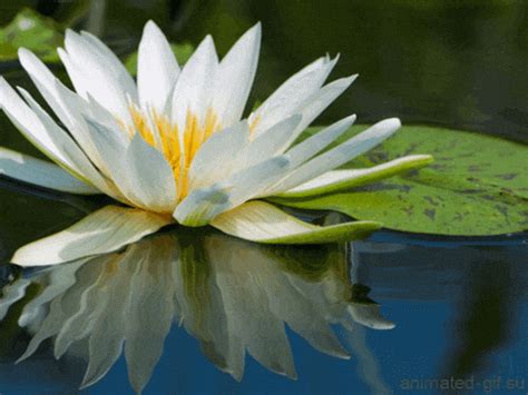 Flower S Get The Best  On Giphy