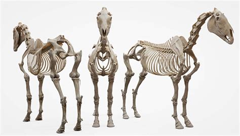 马骨骼肌肉解剖模型 HORSE ECORCHE D Models